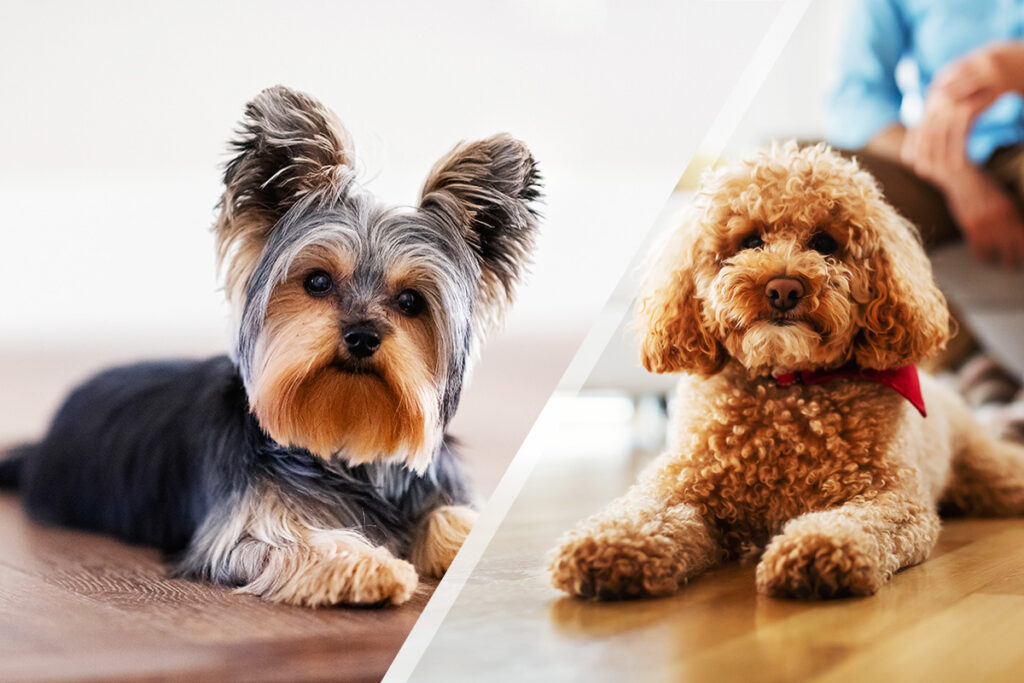 5 Μικρόσωμα σκυλιά που αγαπούν το παιχνίδι και τα χάδια - WeBuzz.gr